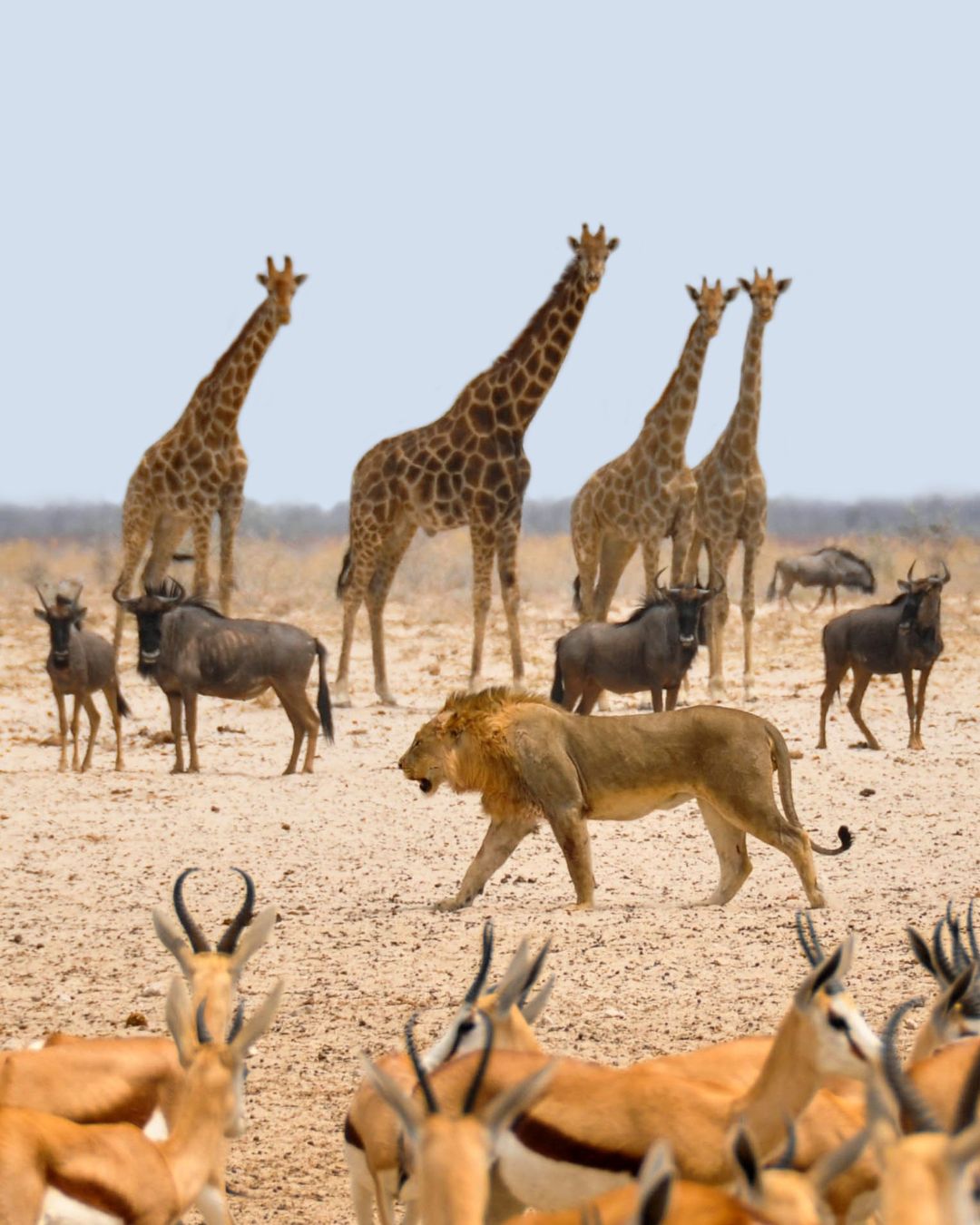 Namibia Road Trip Guide 2025 | Costs, Routes & 4x4 Tips